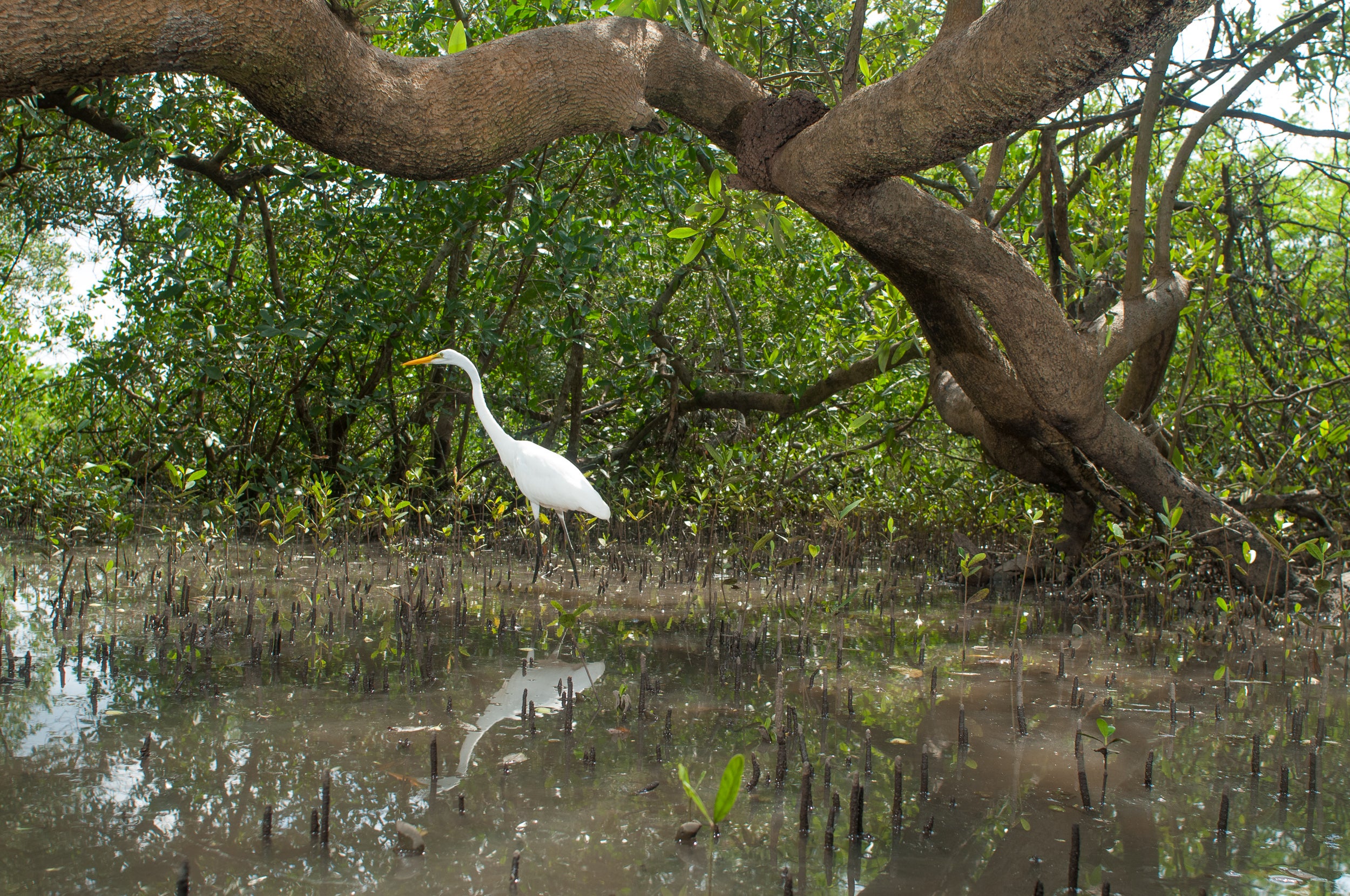 Coastal ecosystems suffer from upriver hydroelectric dams | UCR News ...