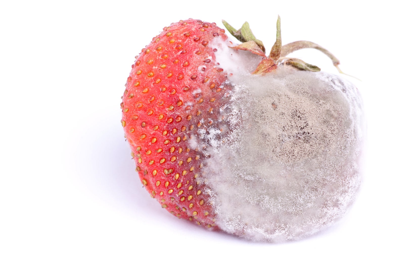 A path to defeating crop-killing gray mold without toxins | UCR News ...