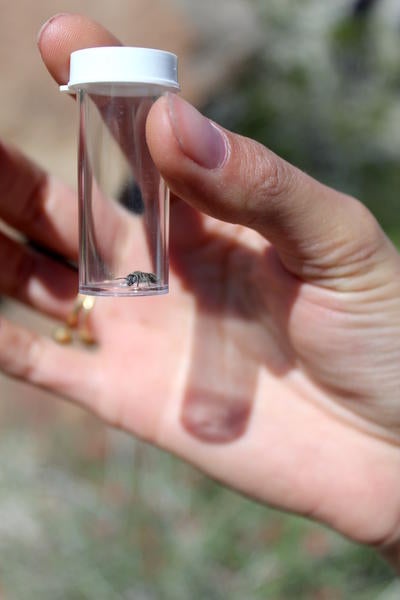 native bee vial | UCR News | UC Riverside