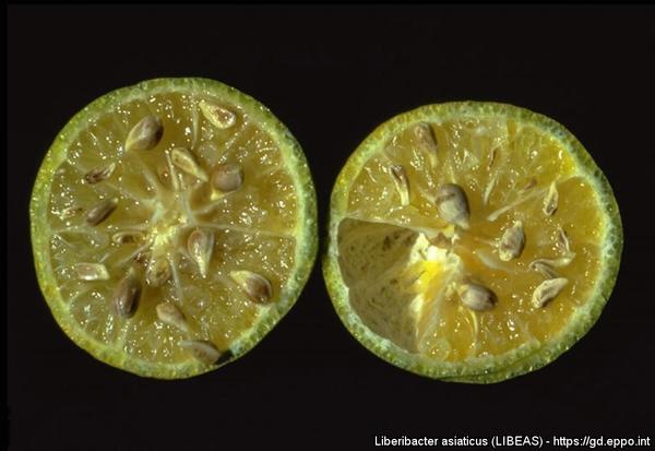 HLB infected citrus | UCR News | UC Riverside