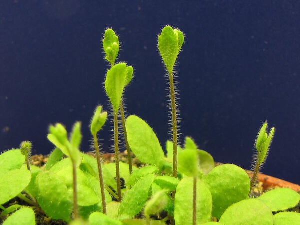 arabidopsis bolting | UCR News | UC Riverside