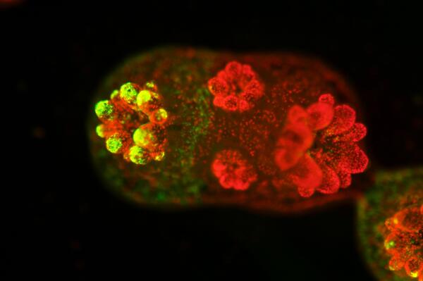 anemone algae | UCR News | UC Riverside