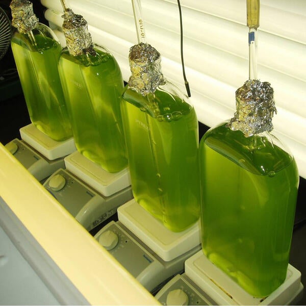 algae flasks | UCR News | UC Riverside