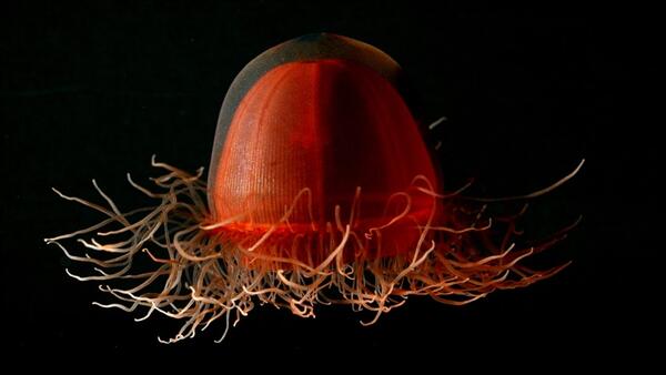 deep sea medusa | UCR News | UC Riverside