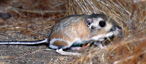 A Kangaroo Rat’s Tale: Banner | UCR News | UC Riverside