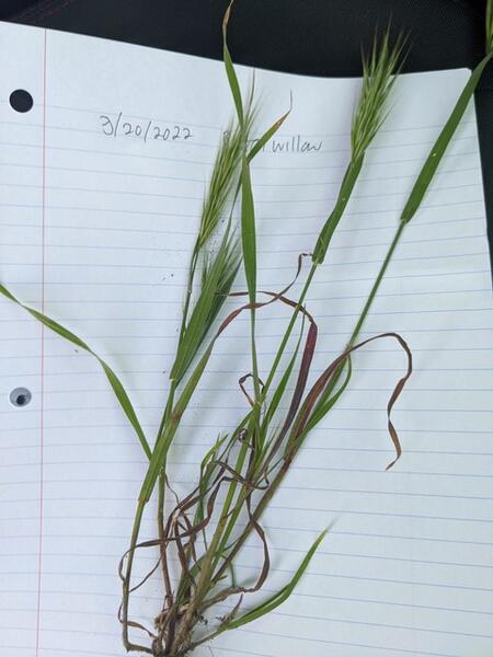 grass sample closeup | UCR News | UC Riverside