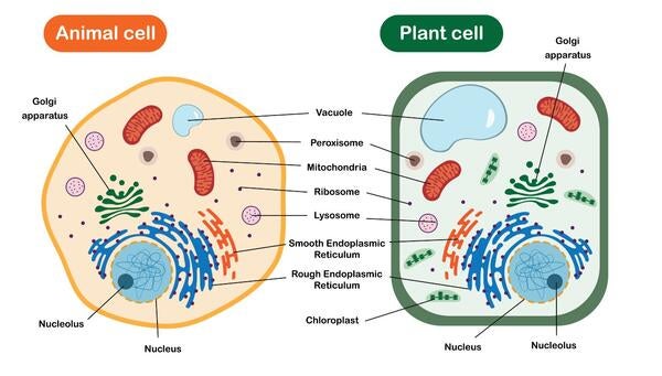 Plant_animal_cells_getty | UCR News | UC Riverside