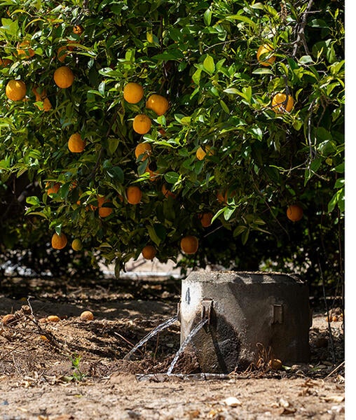 Orange tree at UCR's Agricultural Experiment Station | UCR News | UC ...