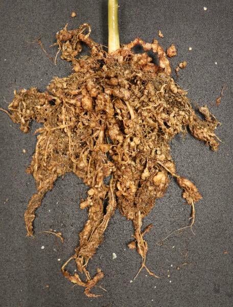 Nematode-infected-roots | UCR News | UC Riverside