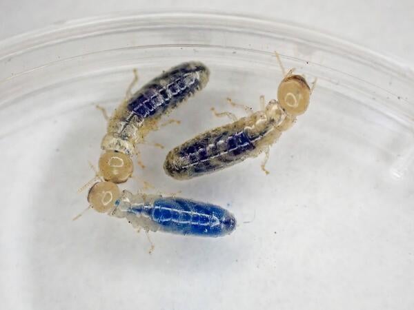 termites_dish | UCR News | UC Riverside