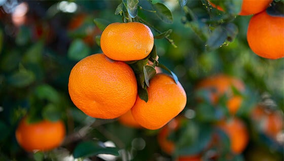 The Tango mandarin | UCR News | UC Riverside