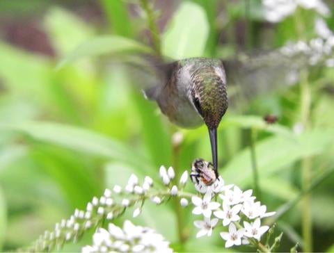 Hummingbirds can smell their way out of danger | UCR News | UC Riverside