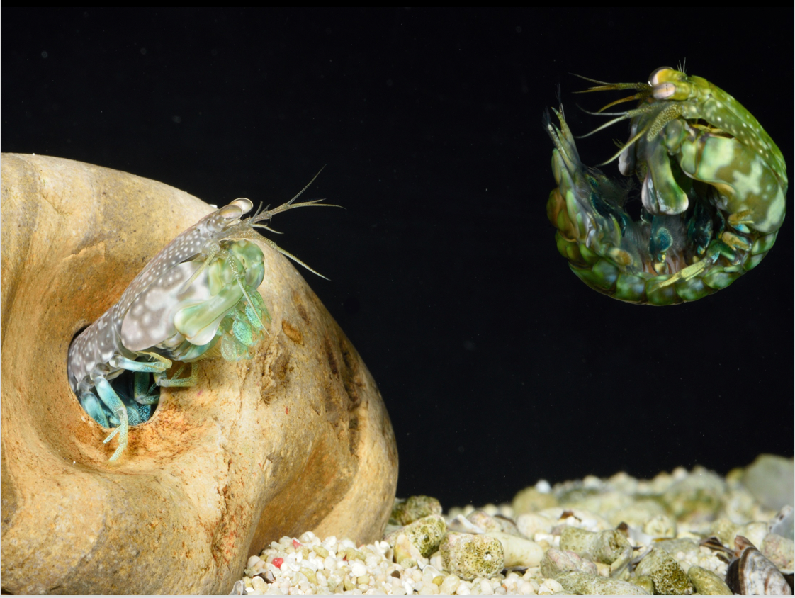The mantis shrimp’s perfect shield | News