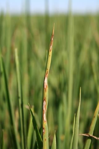 Proteins enable crop-infecting fungi to ‘smell’ food | News