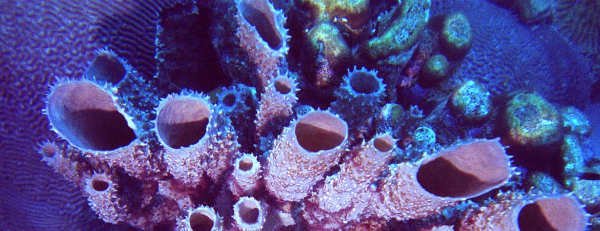 Oldest evidence for animals found by UCR researchers | News