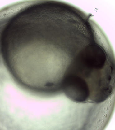 UC Riverside physicists create exotic electron liquid | News