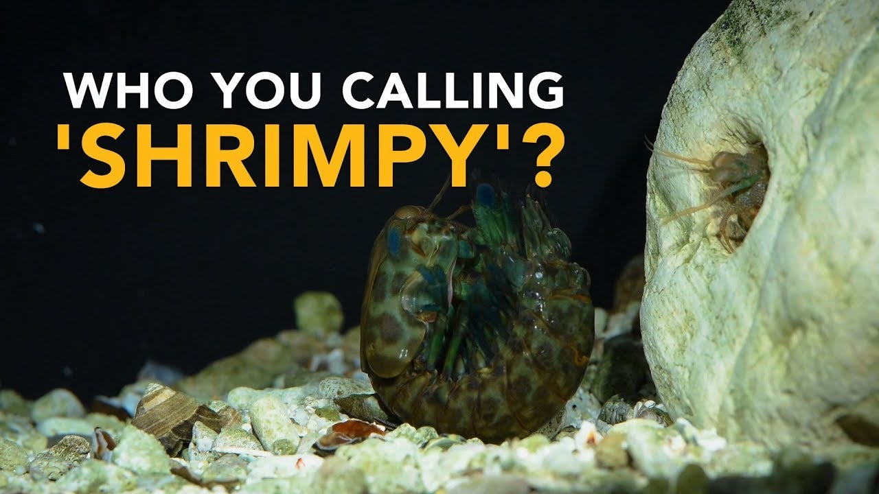 The mantis shrimp’s perfect shield | News